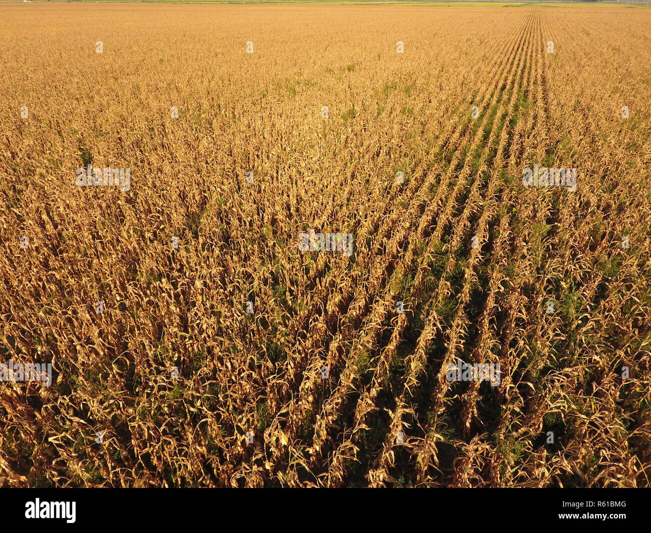 Field with ripe corn. Dry stalks of corn. View of the cornfield from ...