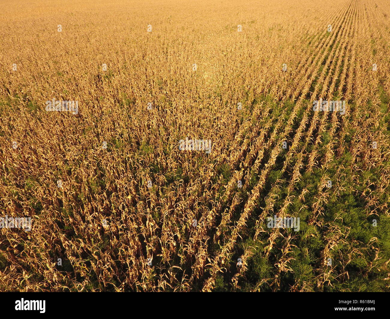 Field of dried corn stalks hi-res stock photography and images - Alamy