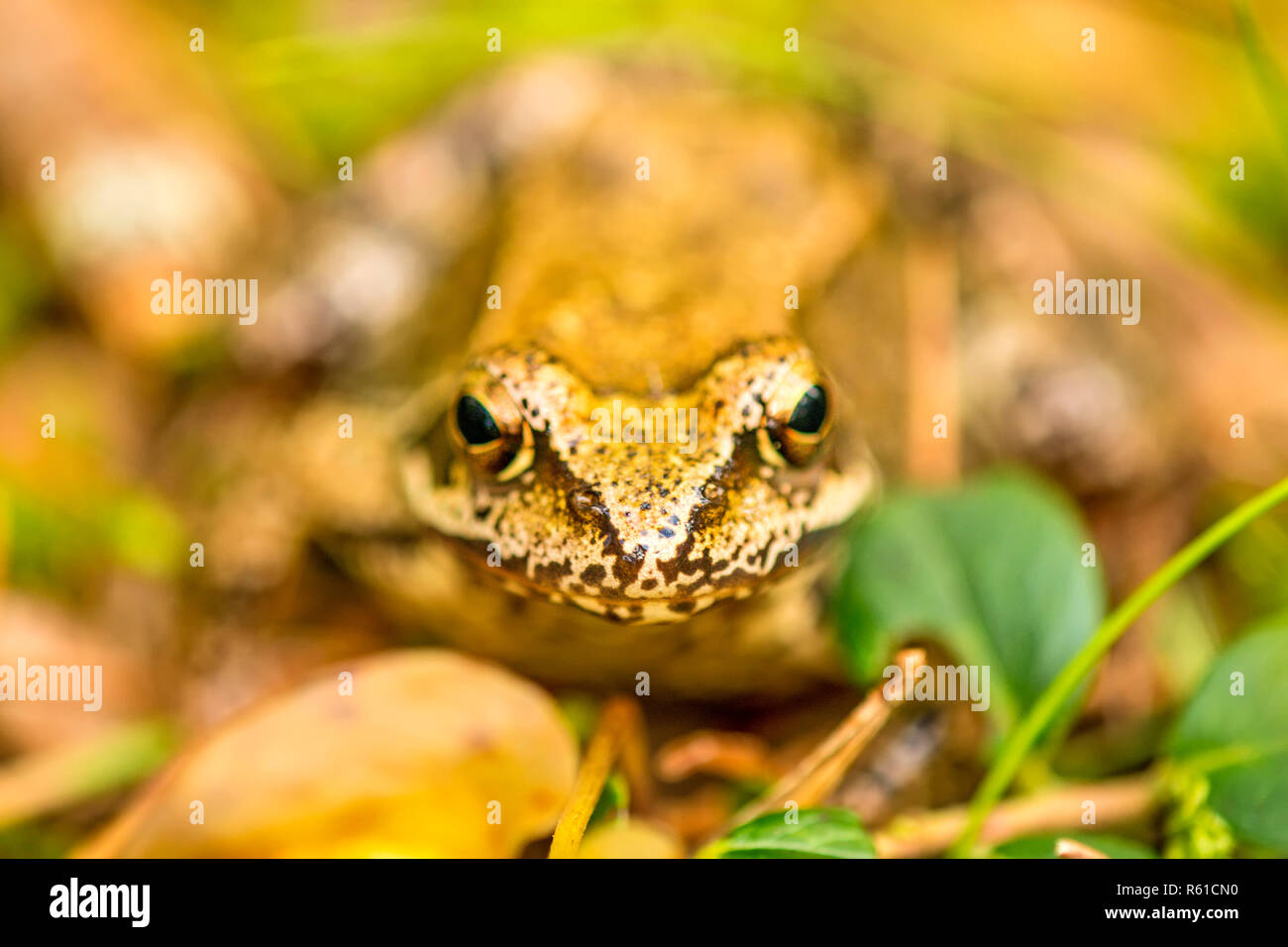 spring frog,rana dalmatina,in a forest in poland Stock Photo - Alamy