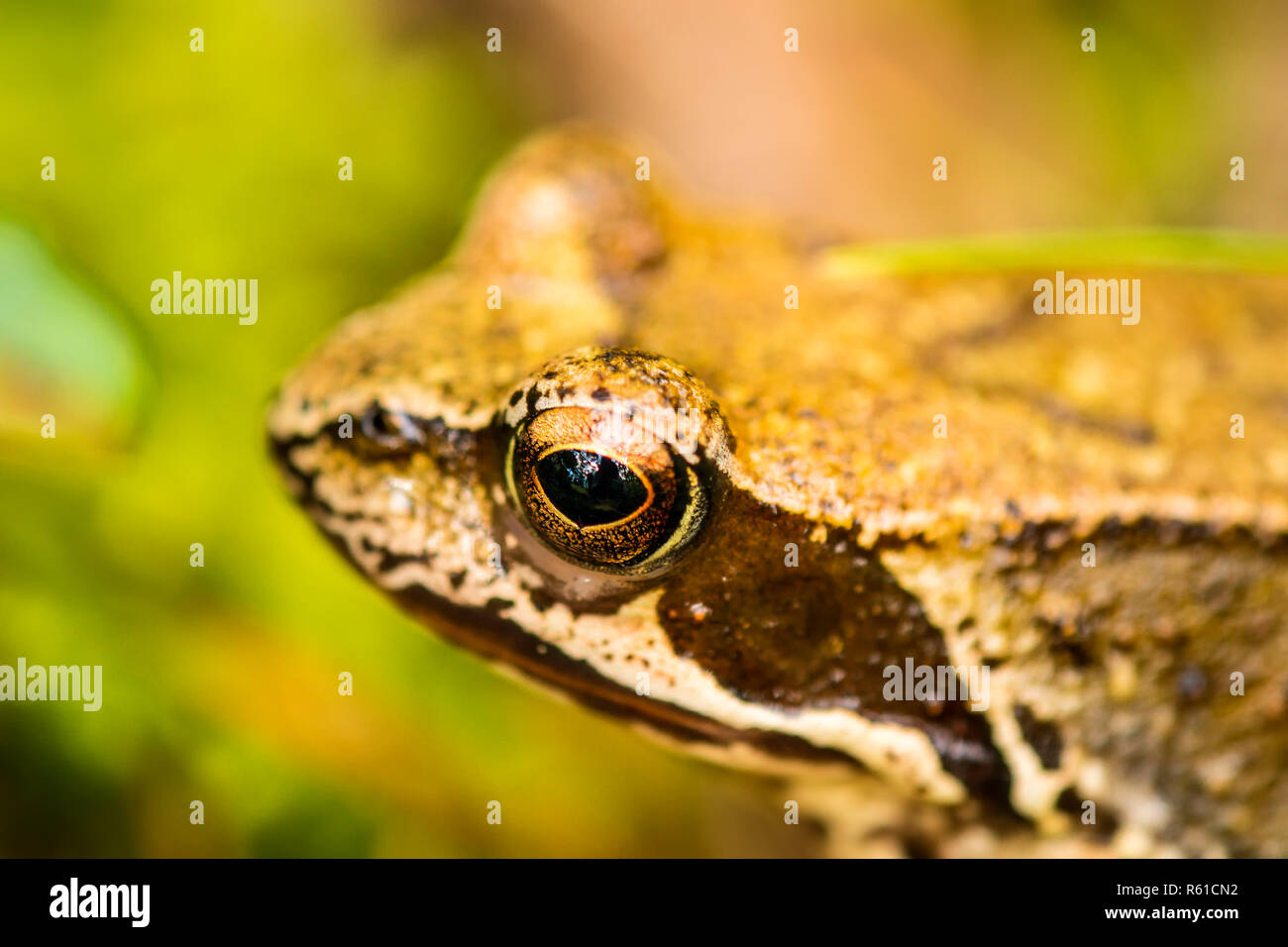 Springfrosch hi-res stock photography and images - Alamy