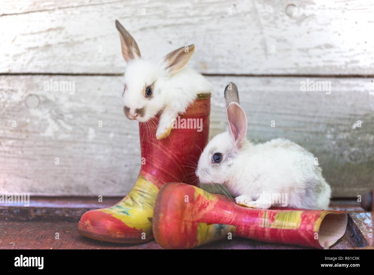 Bunny boots hi-res stock photography and images - Alamy