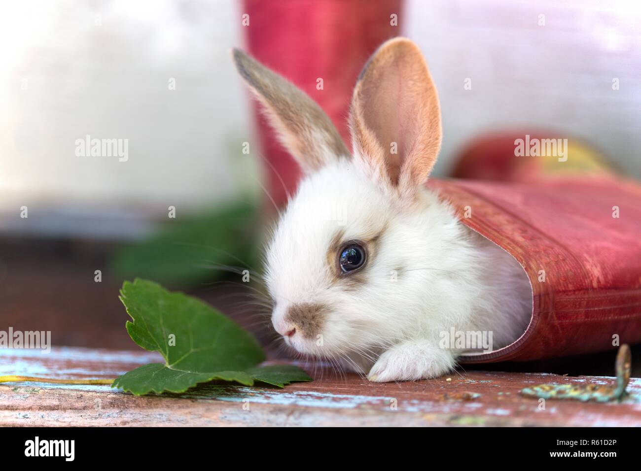 Bunny boots hi-res stock photography and images - Alamy