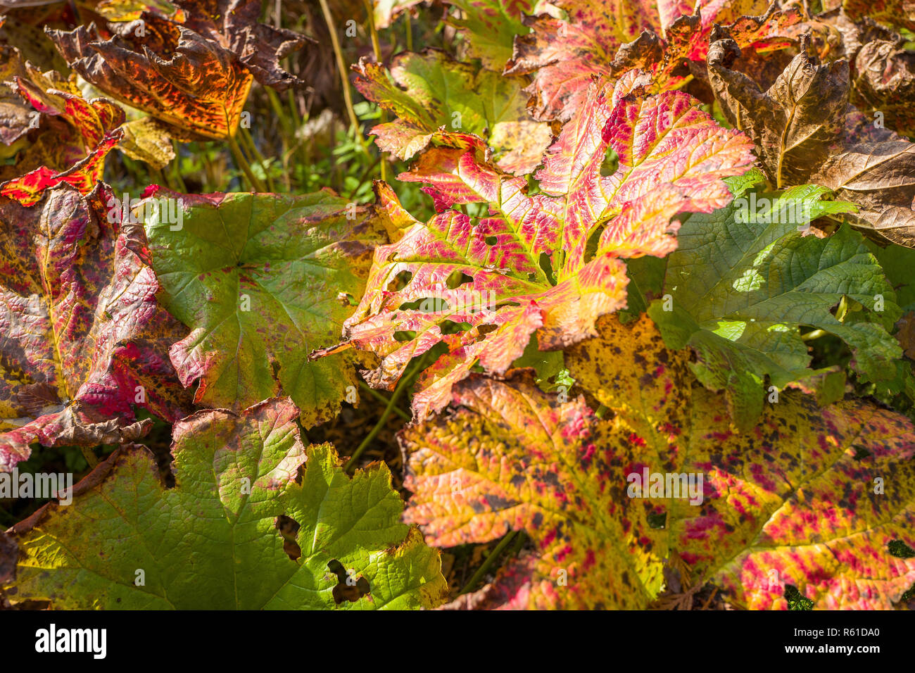 Plant foliage leaf structure big hi-res stock photography and images ...