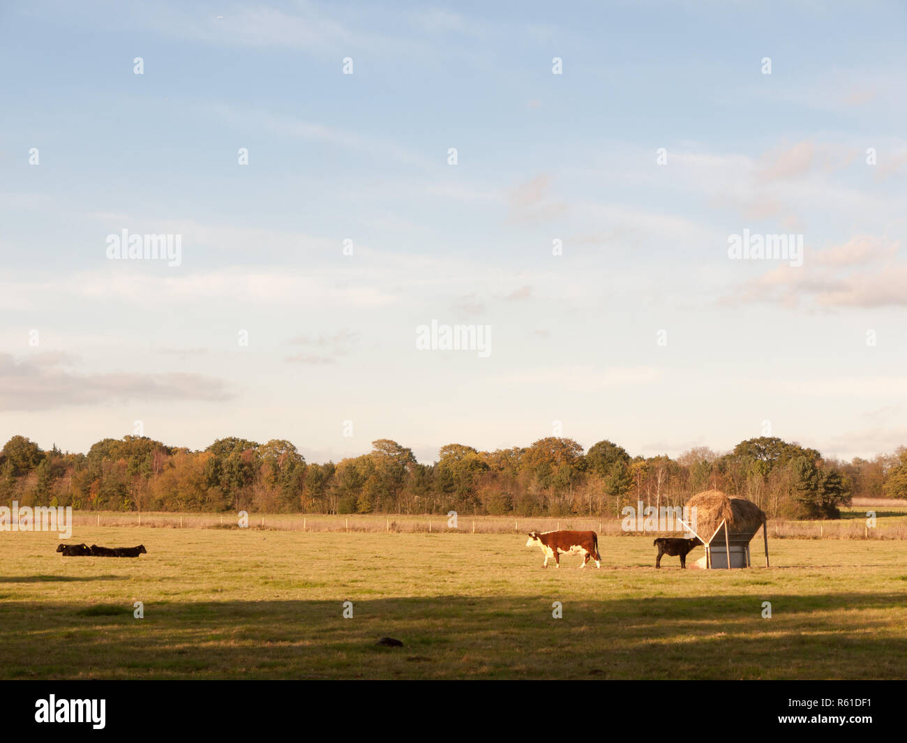beautiful brown and black cows on green land pasture eating Stock Photo ...