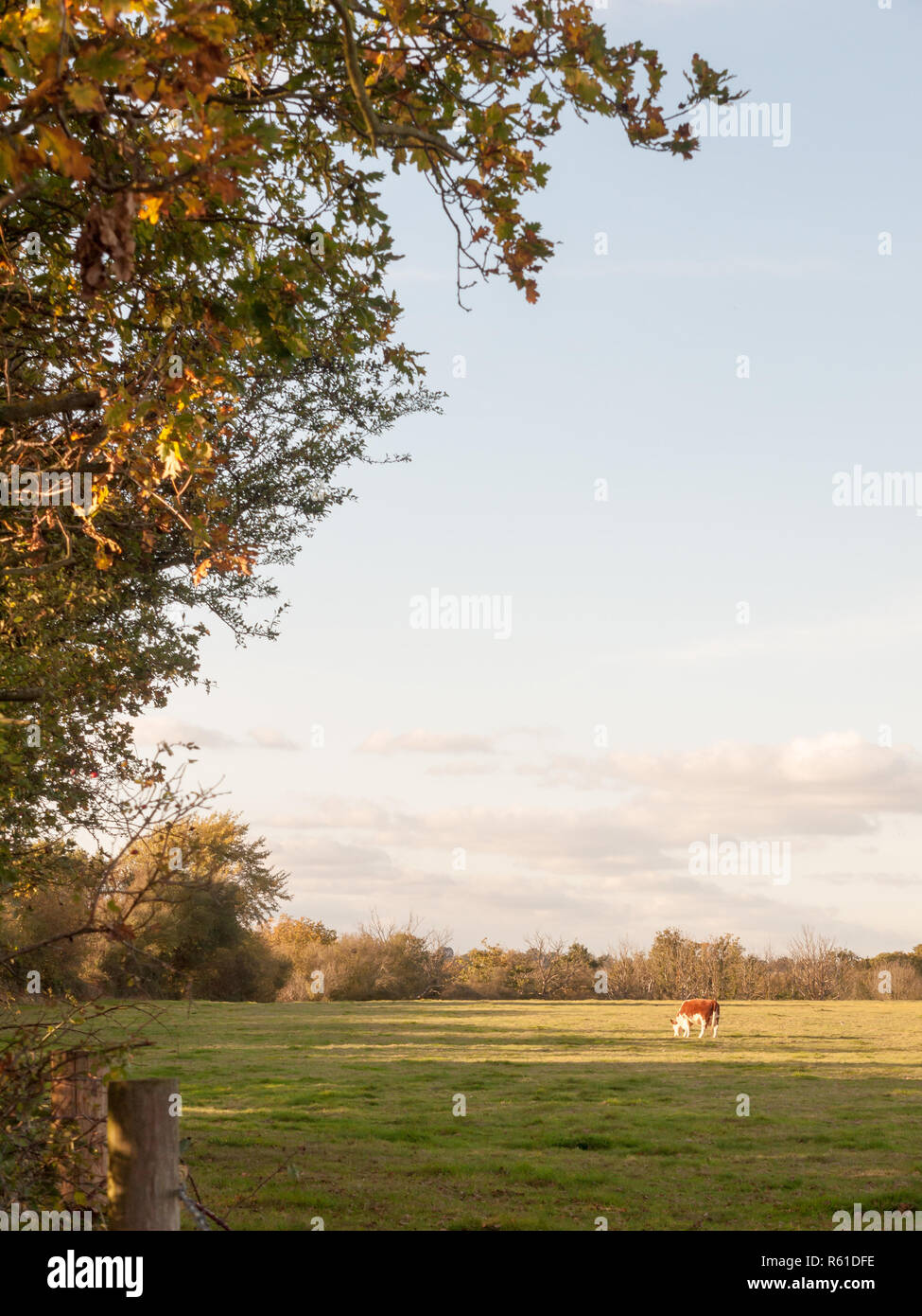 beautiful brown cow on green land pasture eating Stock Photo - Alamy