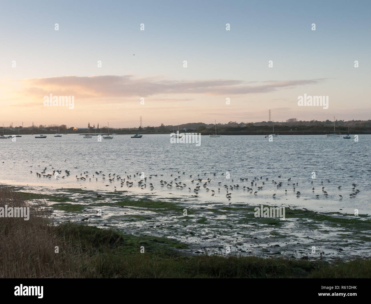 beautiful birds on salt marsh eseex plovers feeding landscape bay ...