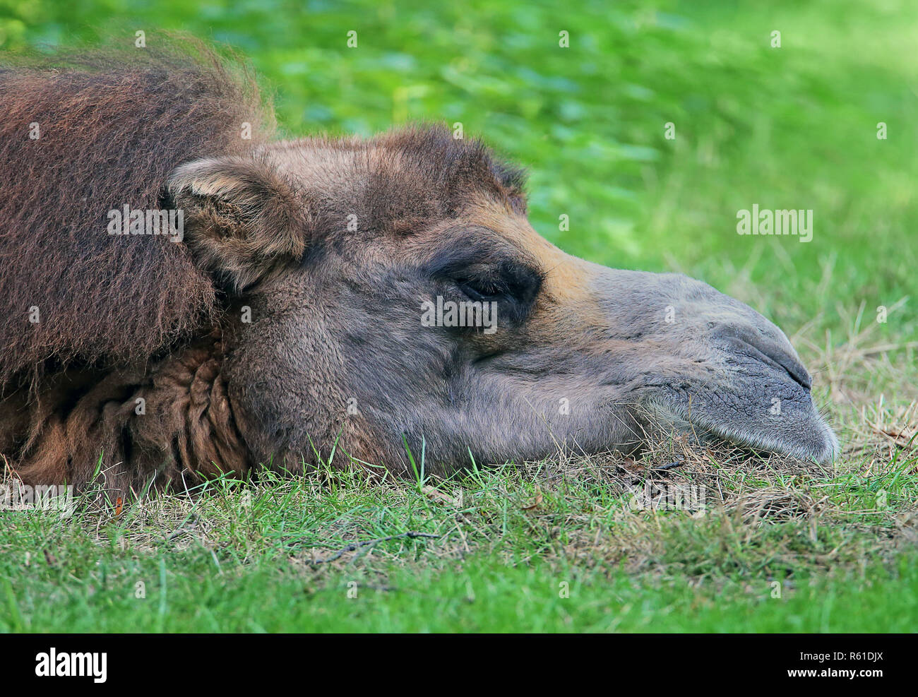 Camel sleeping hi-res stock photography and images - Alamy