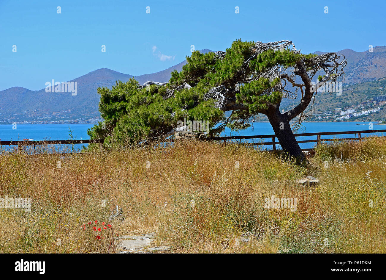 pine on crete Stock Photo - Alamy