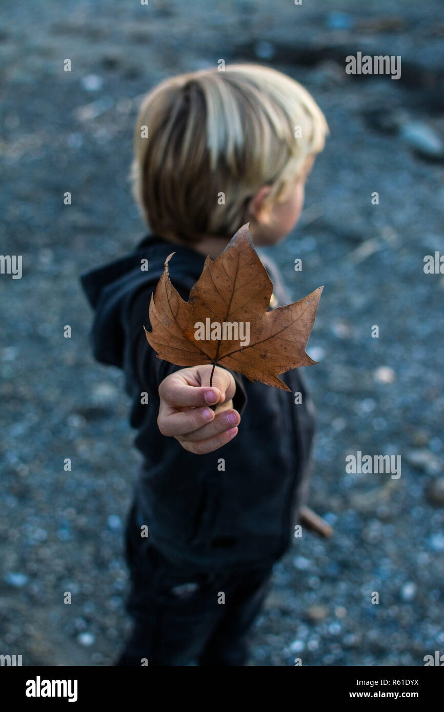 Old maple leaf hi-res stock photography and images - Alamy