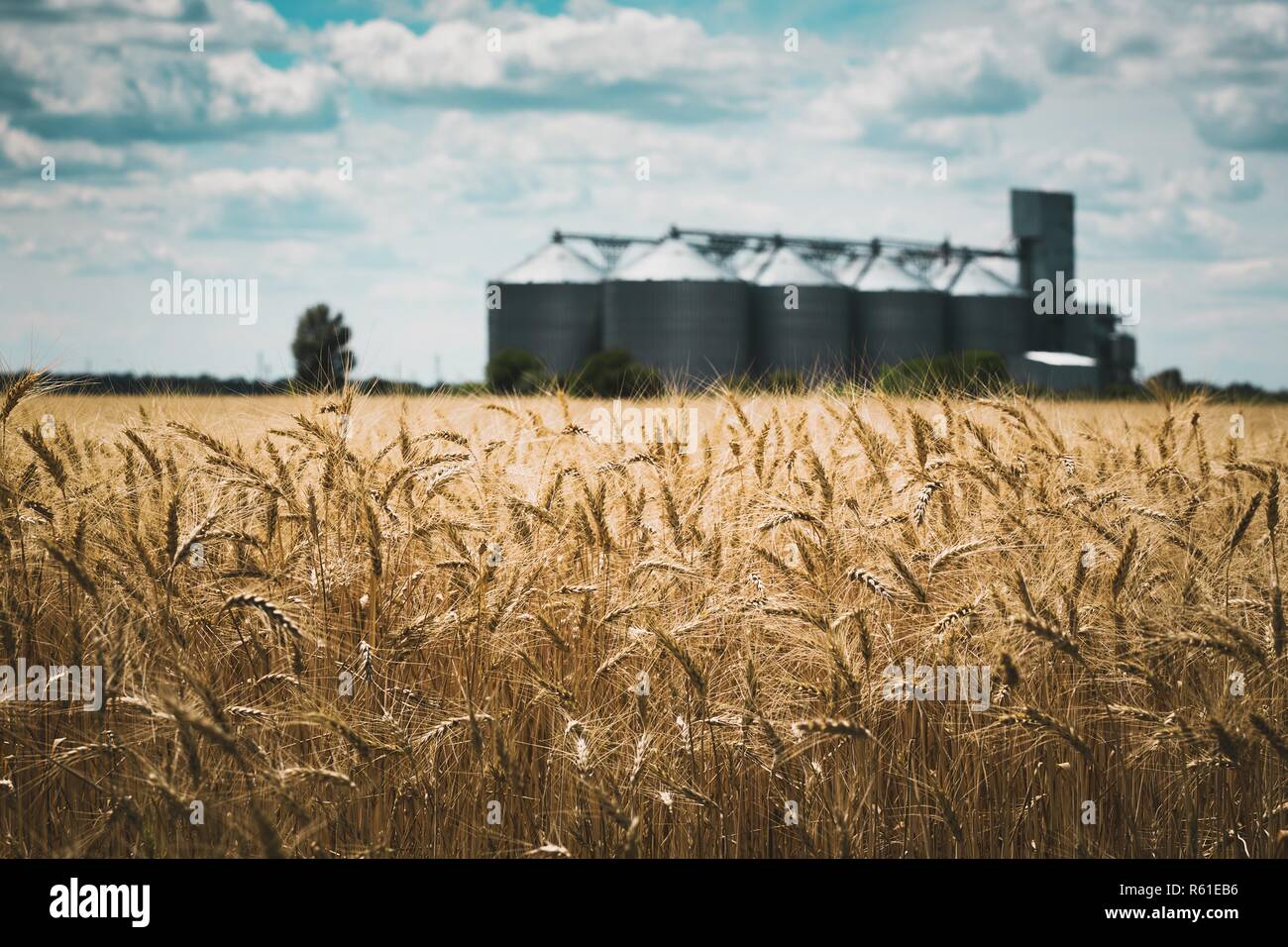 new grain elevator on the background of a wheat field Stock Photo - Alamy