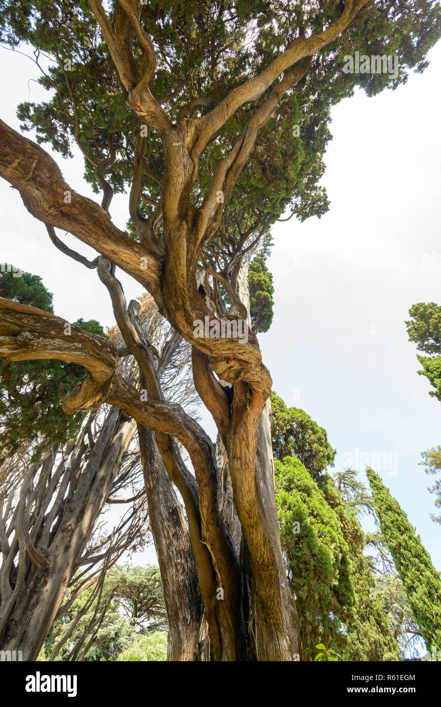 Very old tree Stock Photo - Alamy