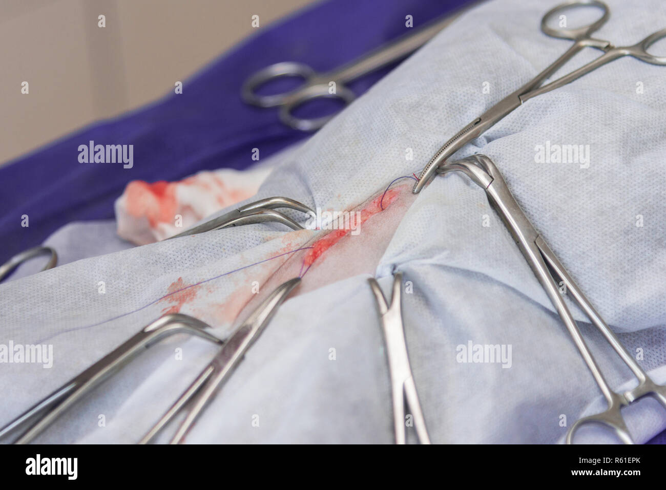 Sterilization of a cat in a veterinary clinic, a cat on an operating ...