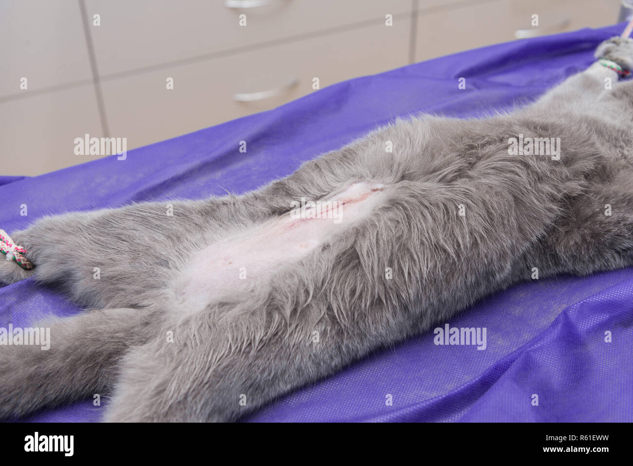 Sterilization of a cat in a veterinary clinic, a cat on an operating ...