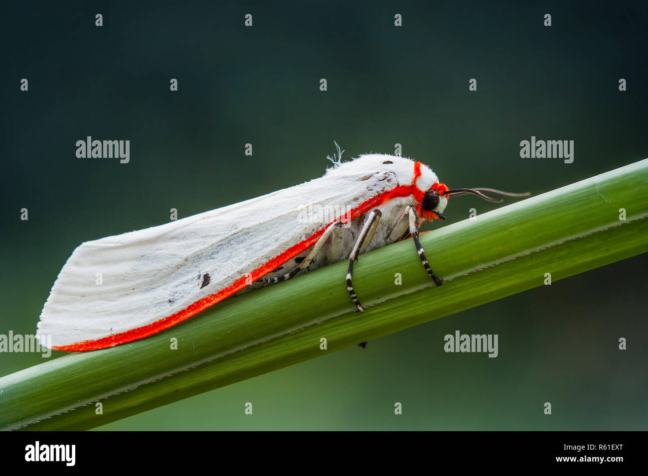 Red stripped white moth/lepidotera perches on green stem Stock Photo ...