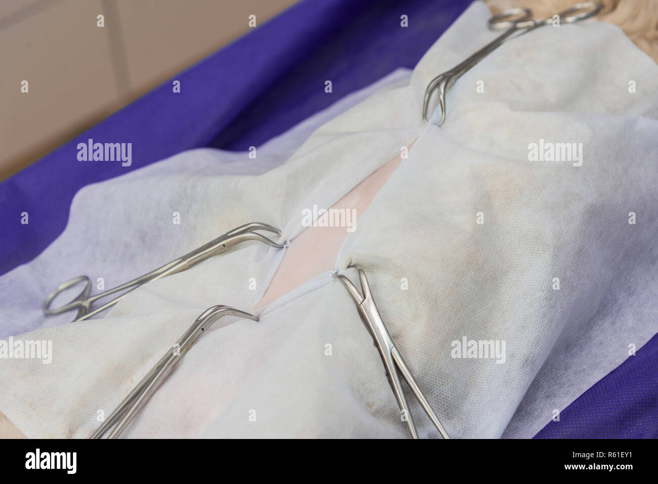 Sterilization of a cat in a veterinary clinic, a cat on an operating ...