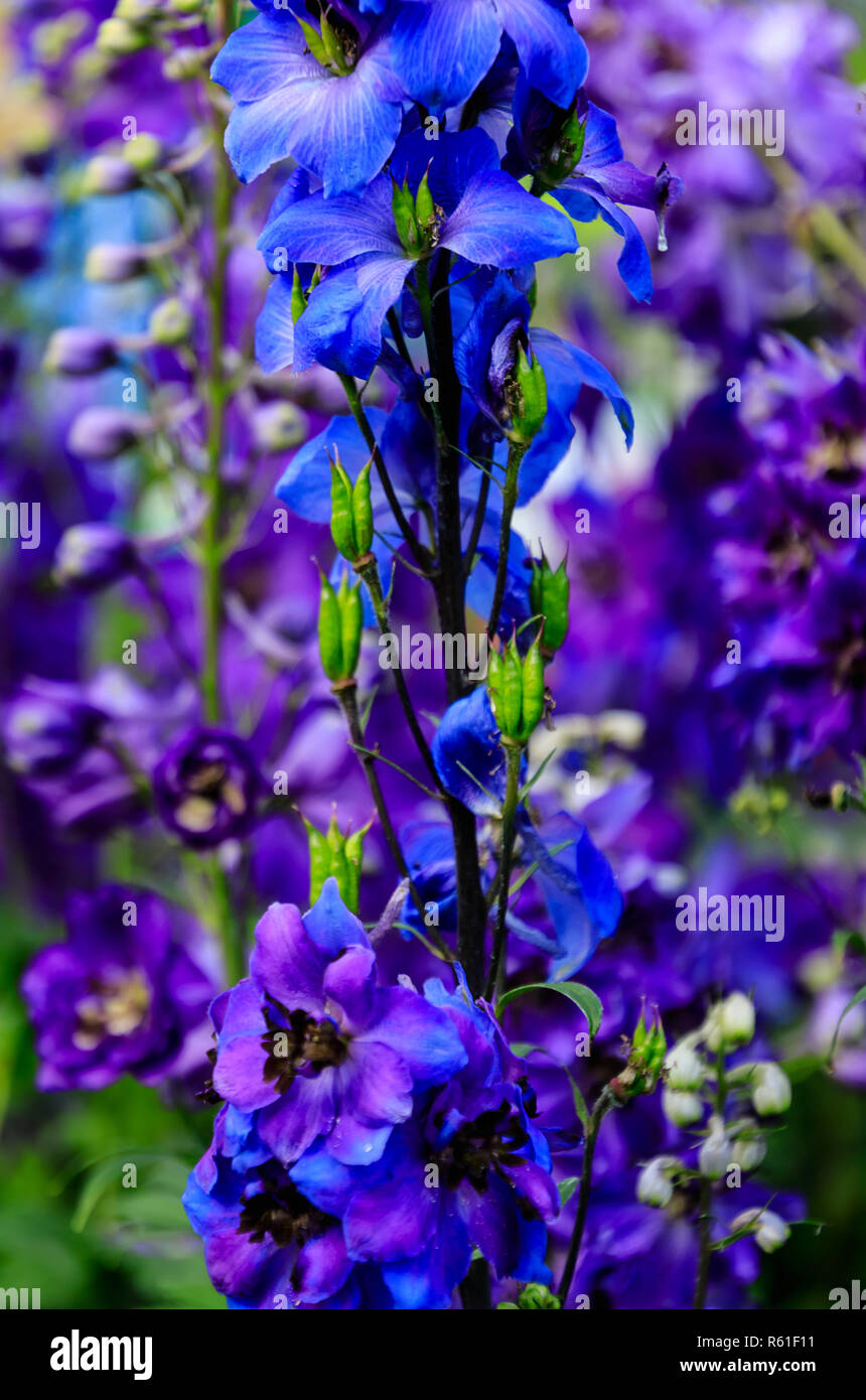 Tall blue flower spikes hi-res stock photography and images - Alamy