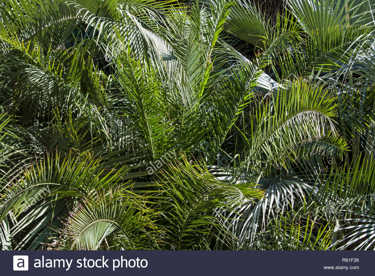 Semitropical Stock Photos & Semitropical Stock Images - Alamy