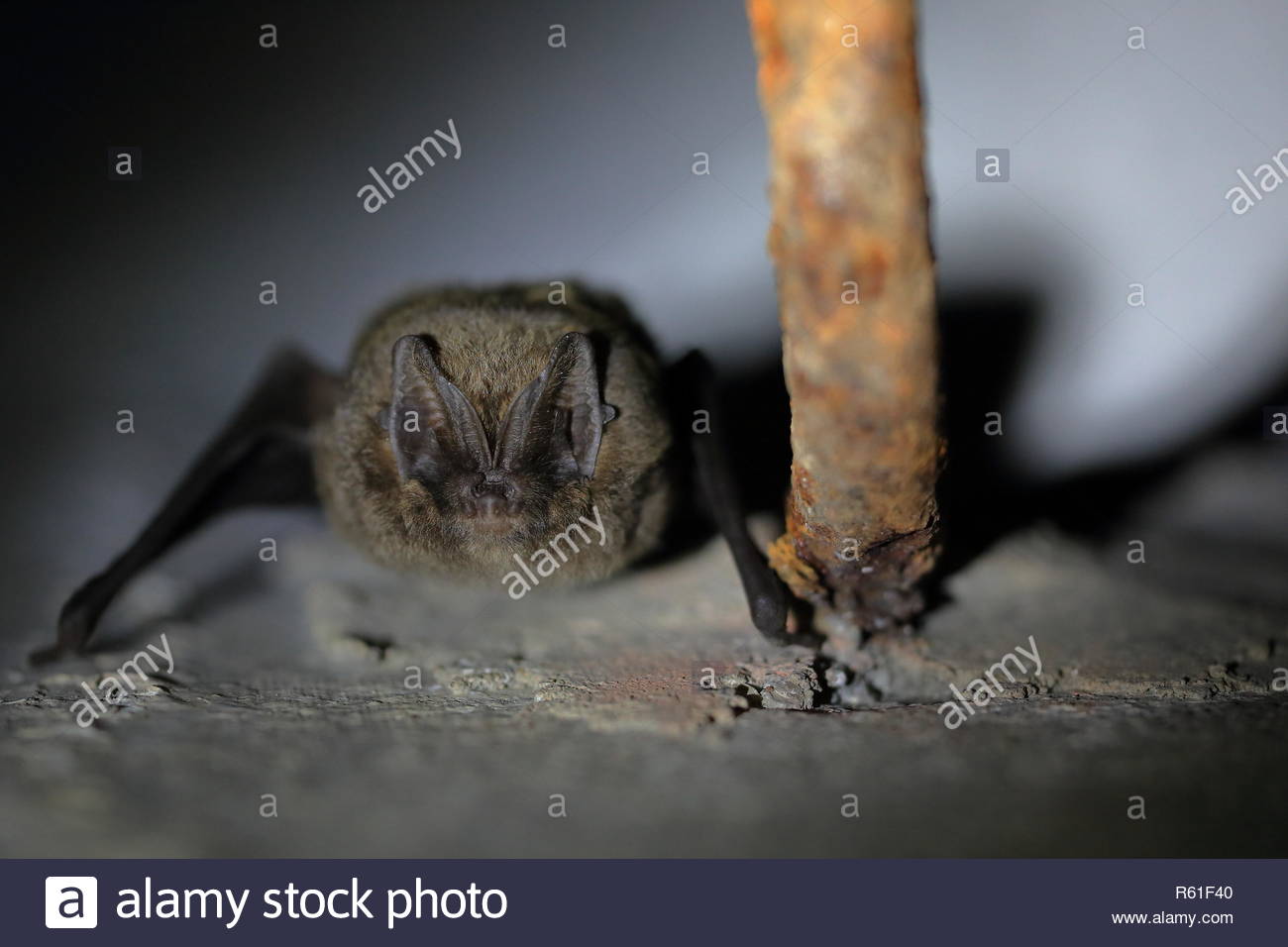 Barbastelle Bats High Resolution Stock Photography and Images - Alamy