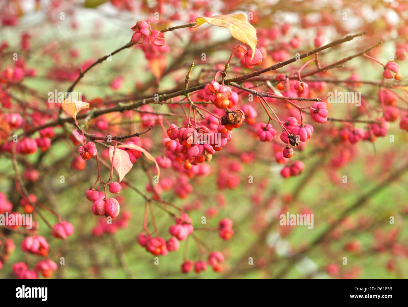 Autumn berries on a Euonymus europaeus 'Red Cascade' spindle tree ...
