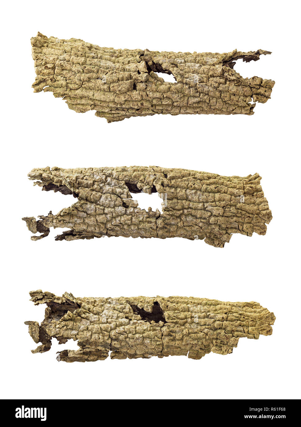 Close up view bark tree Cut Out Stock Images & Pictures - Alamy