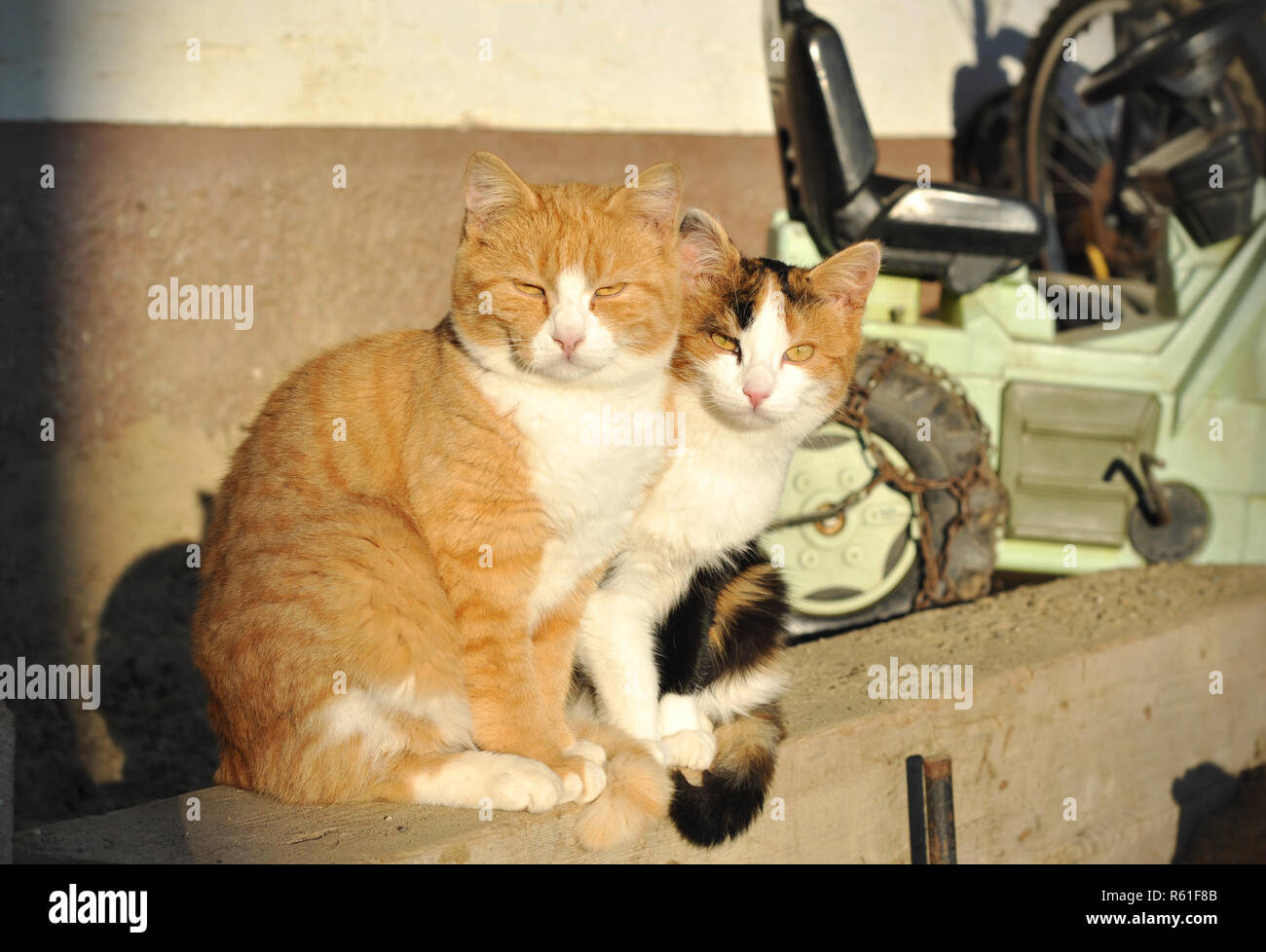 Two cats in the yard hi-res stock photography and images - Alamy