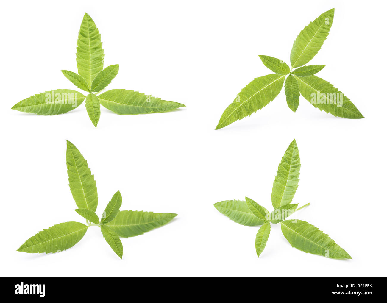 Verbena triphylla hi-res stock photography and images - Alamy