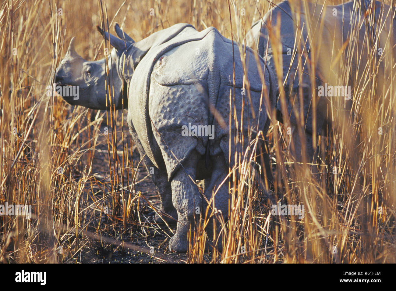 Rhino in Kaziranga National Park, Assam, India Stock Photo - Alamy