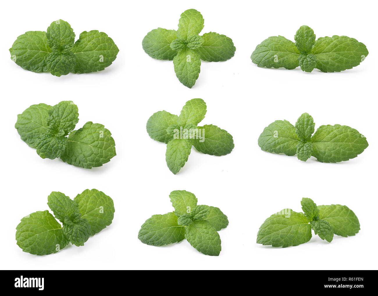Fresh Mint Leaf Stock Photo - Alamy