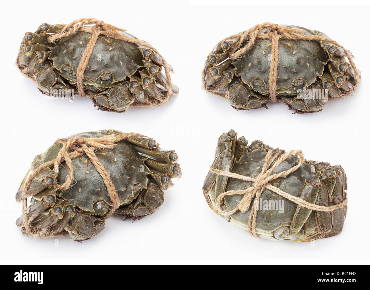 A Set of Perfect Crab isolated on white background Stock Photo - Alamy