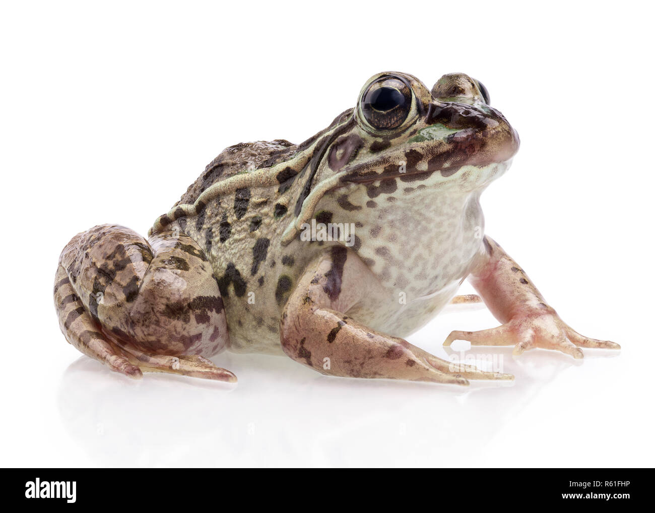 Frog amphibian isolated big hi-res stock photography and images - Alamy