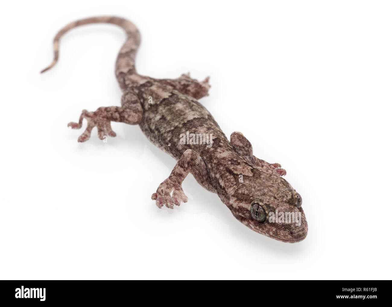 Gecko reptile Cut Out Stock Images & Pictures - Alamy