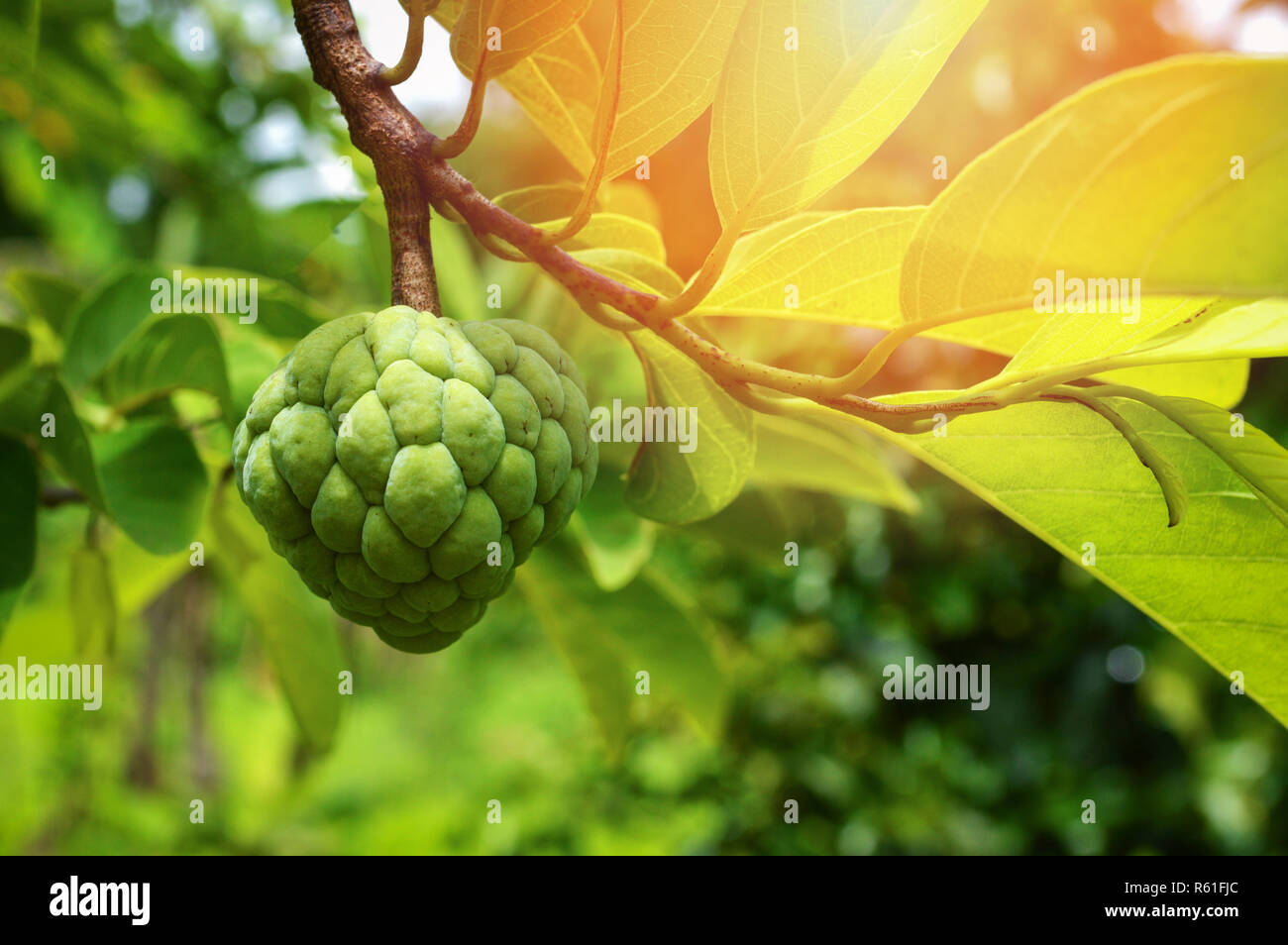 Sugar Apple on tree / fresh of sugar apple tropical fruit on tree in ...