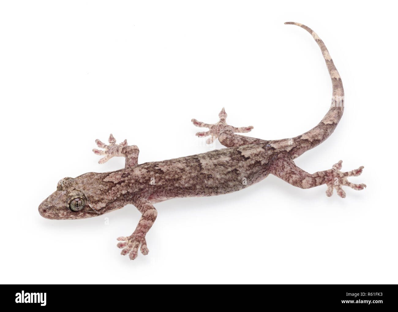 Gecko reptile Cut Out Stock Images & Pictures - Alamy