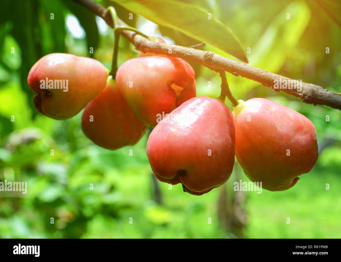 rose apples on tree / fresh red rose apples tropical fruit on tree in ...
