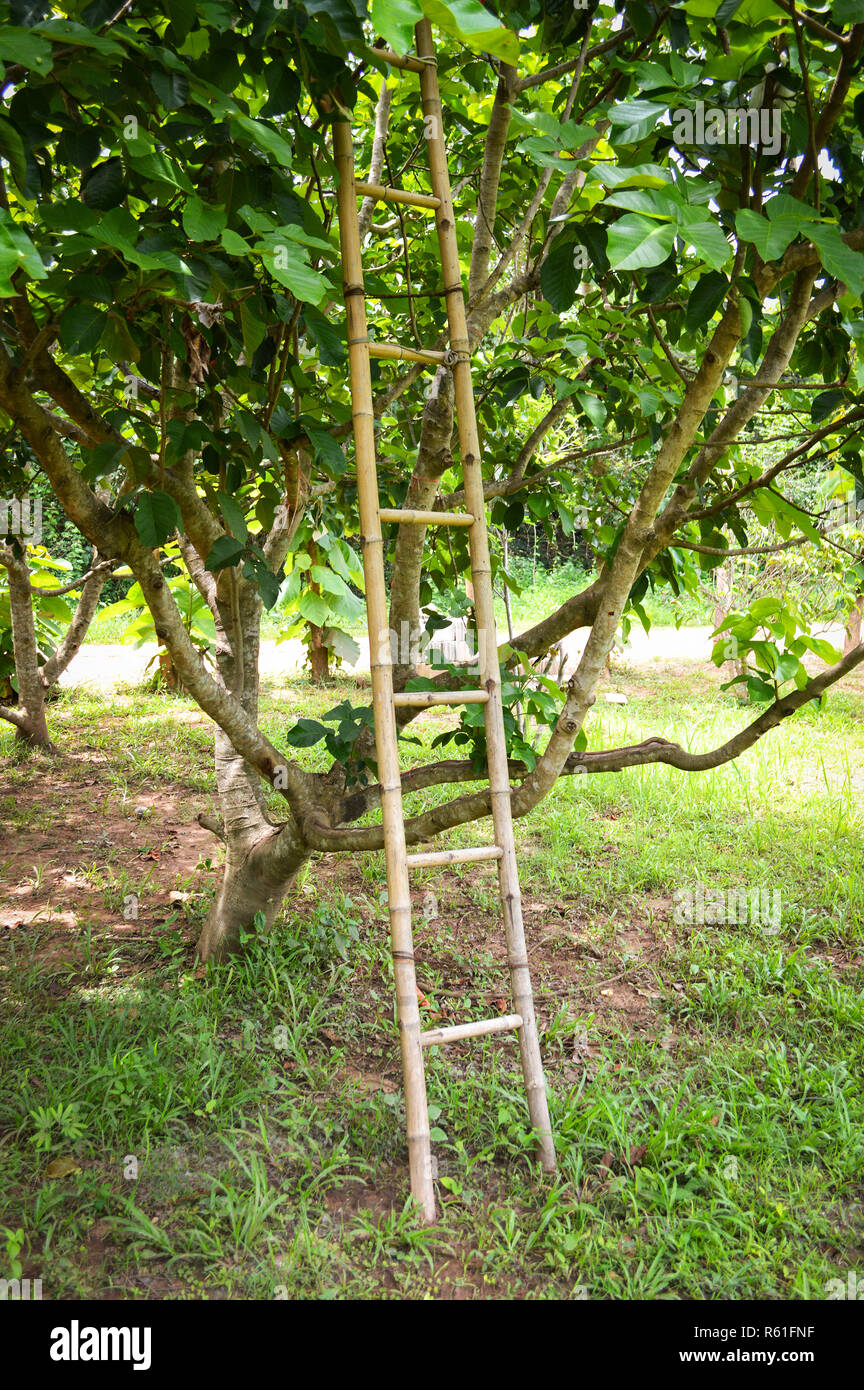 bamboo stairs on tree / old wooden stairs on tree in garden fruit ...