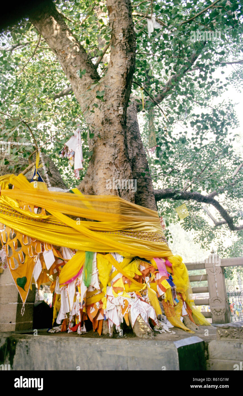 Mahabodhi Tree at Mahabodhi Temple, Bodhgaya, Bihar, India Stock Photo ...