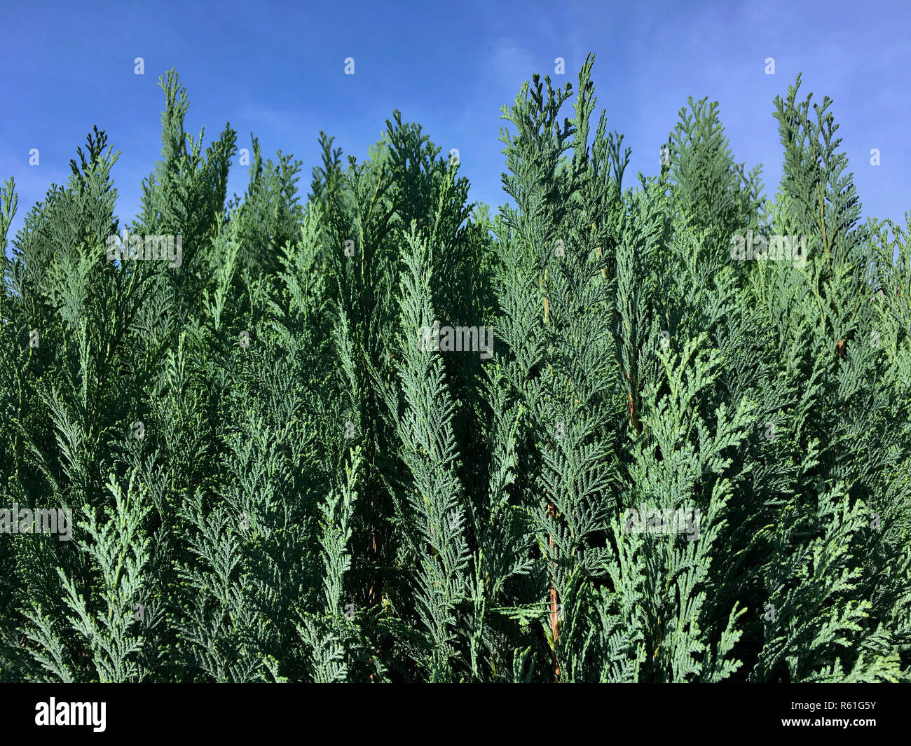 Heckenzypresse hi-res stock photography and images - Alamy