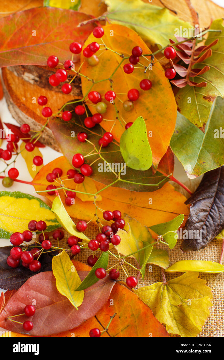 Autumn leaves and berries Stock Photo - Alamy