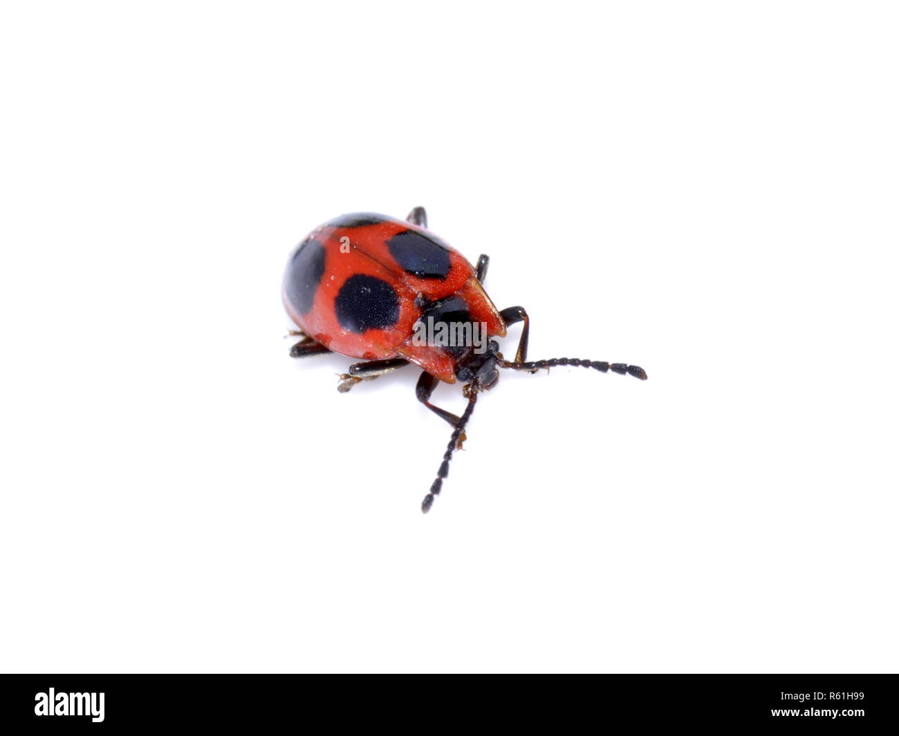 False Ladybird Endomychus coccineus beetle isolated on white background ...