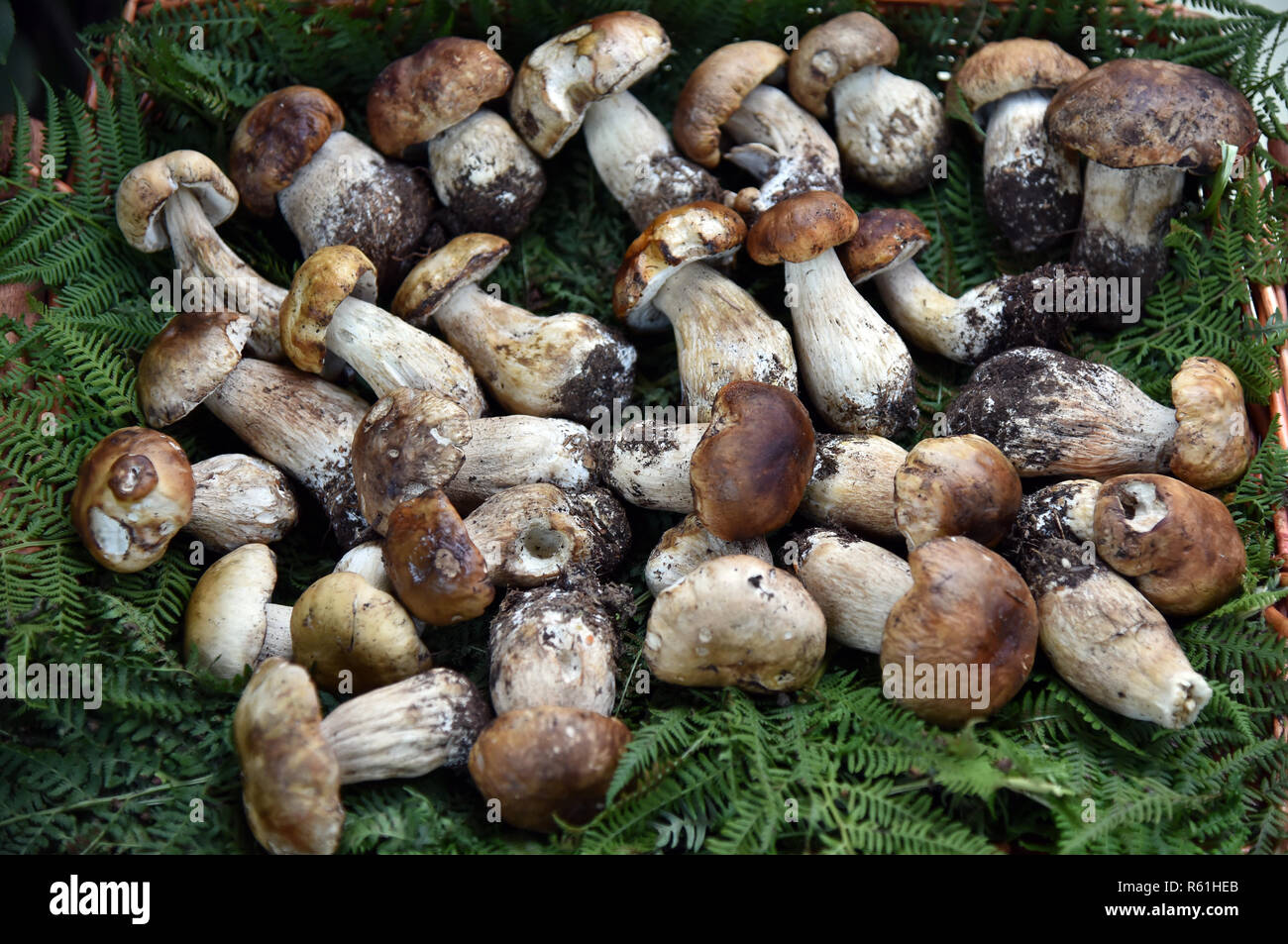 Collecting ceps hi-res stock photography and images - Alamy