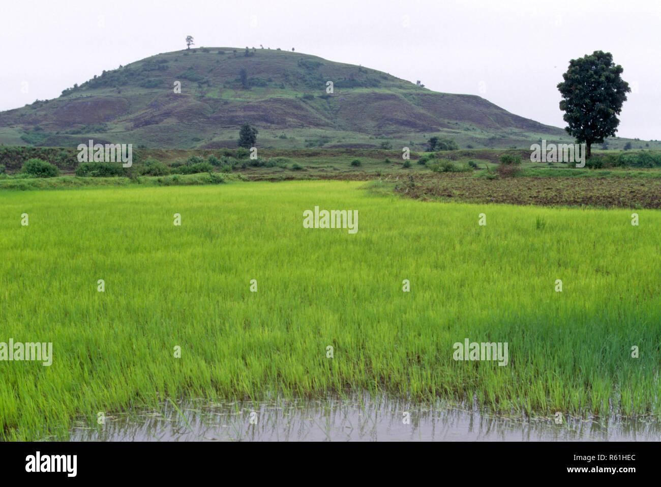 Dindori, Amarkantak, Madhya Pradesh, India Stock Photo - Alamy