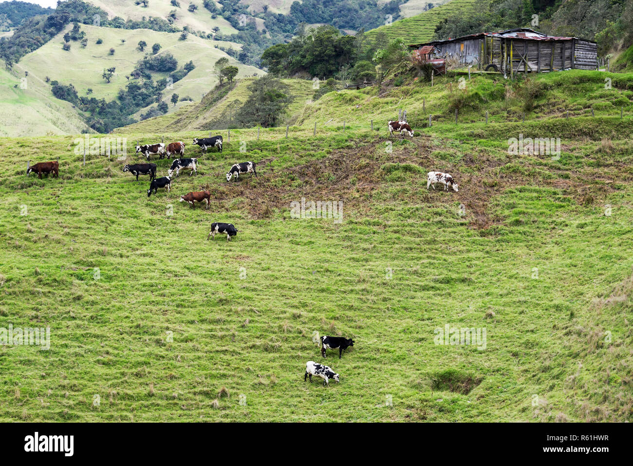 Colombia travel cows landscape hi-res stock photography and images - Alamy