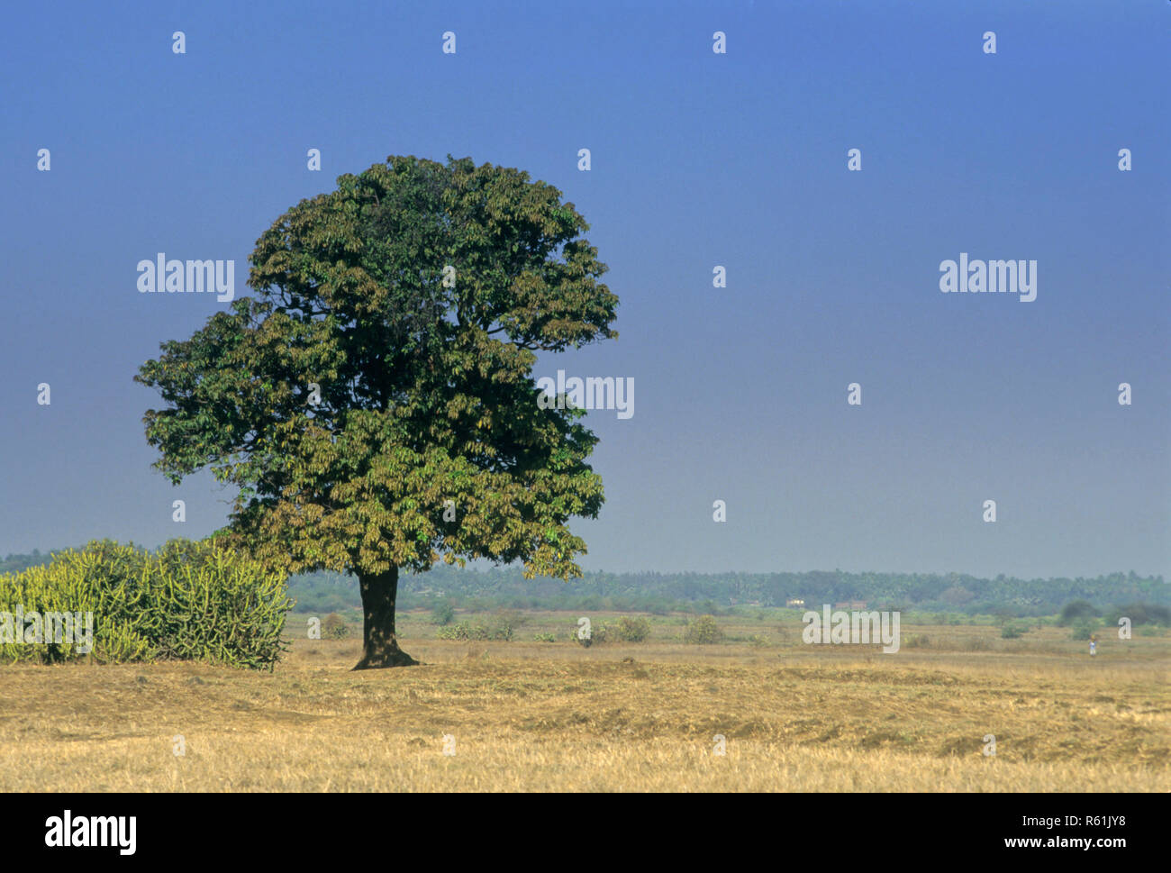 Mango tree (Mangifera indica Stock Photo - Alamy