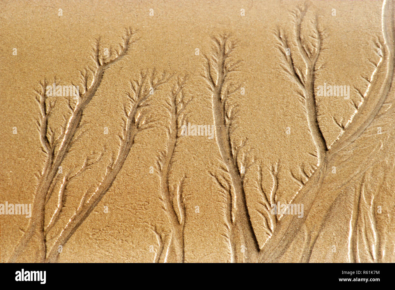 Tree roots in sand Stock Photo - Alamy