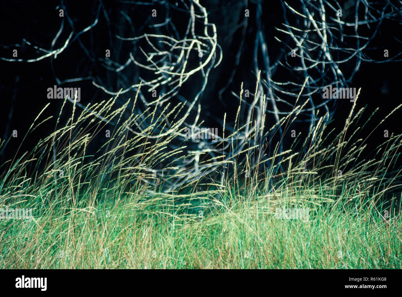 Grass blowing in the wind Stock Photo - Alamy