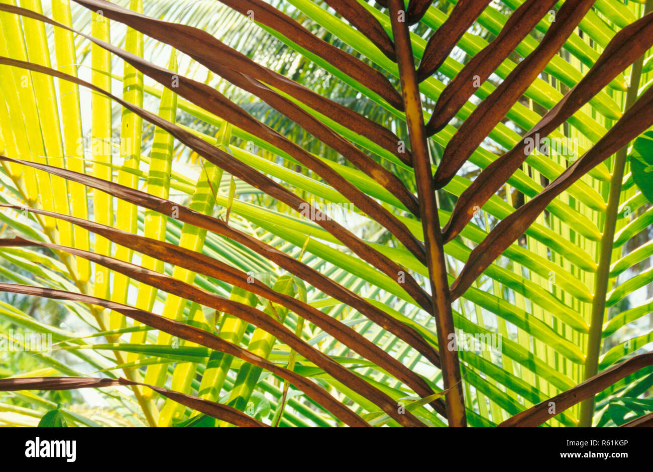 Pattern of palm tree leaf Stock Photo - Alamy
