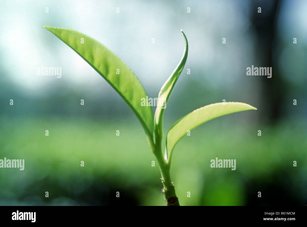 tea garden, assam, india Stock Photo - Alamy