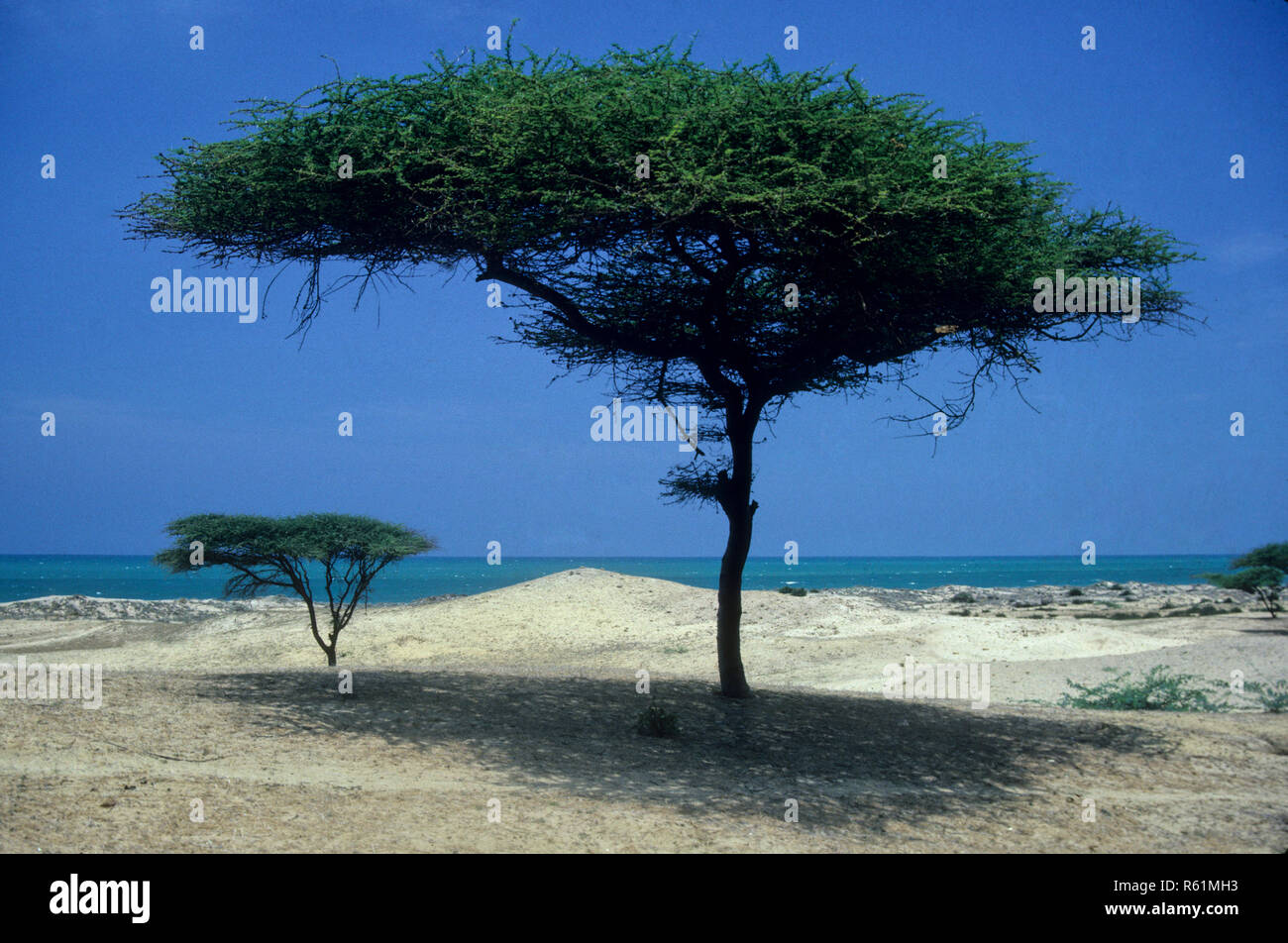Babul tree hi-res stock photography and images - Alamy