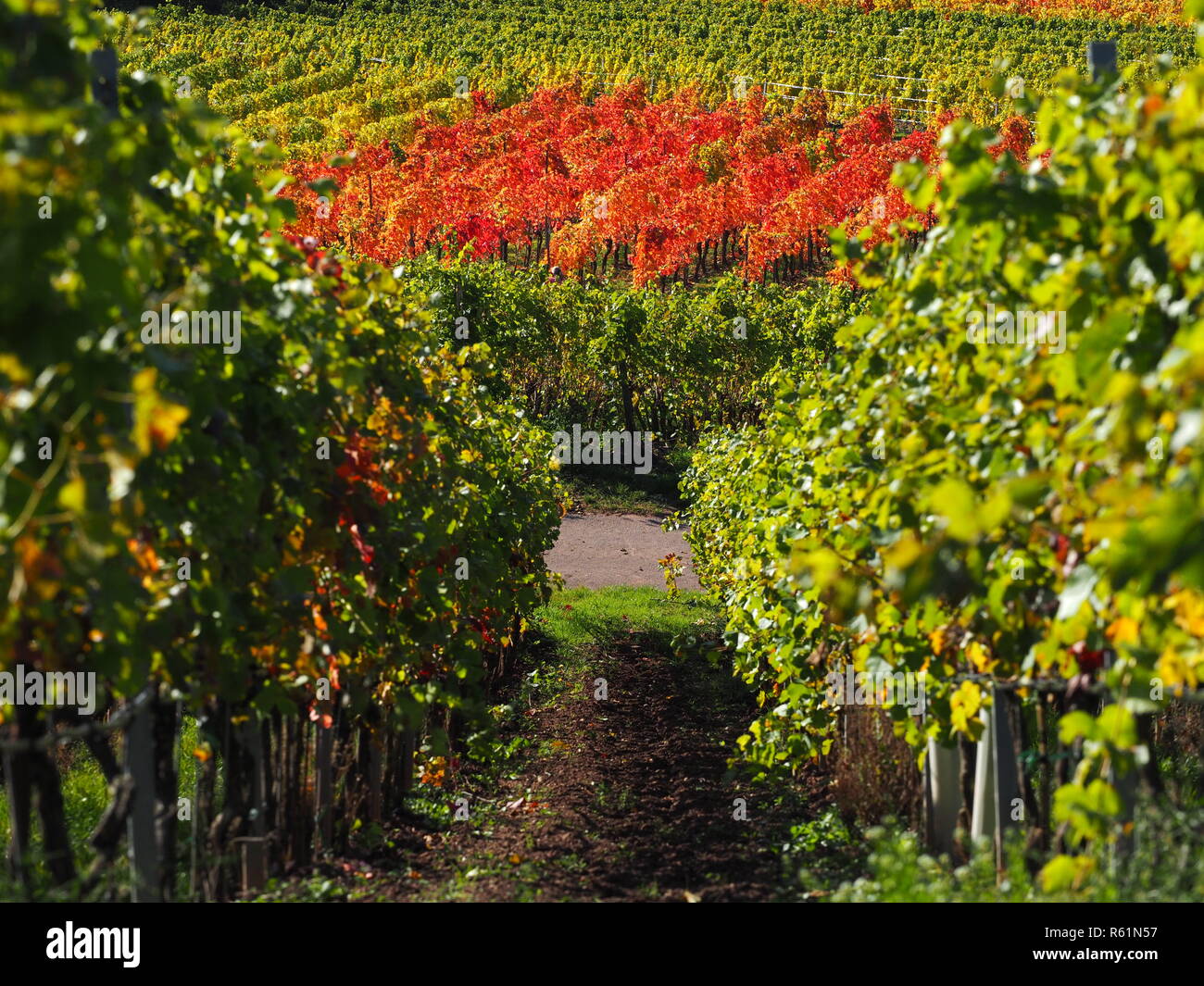 Ipsheim hi-res stock photography and images - Alamy