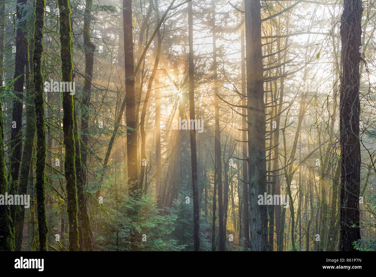 Sun Rays Through the Mist in the Forest Stock Photo - Alamy